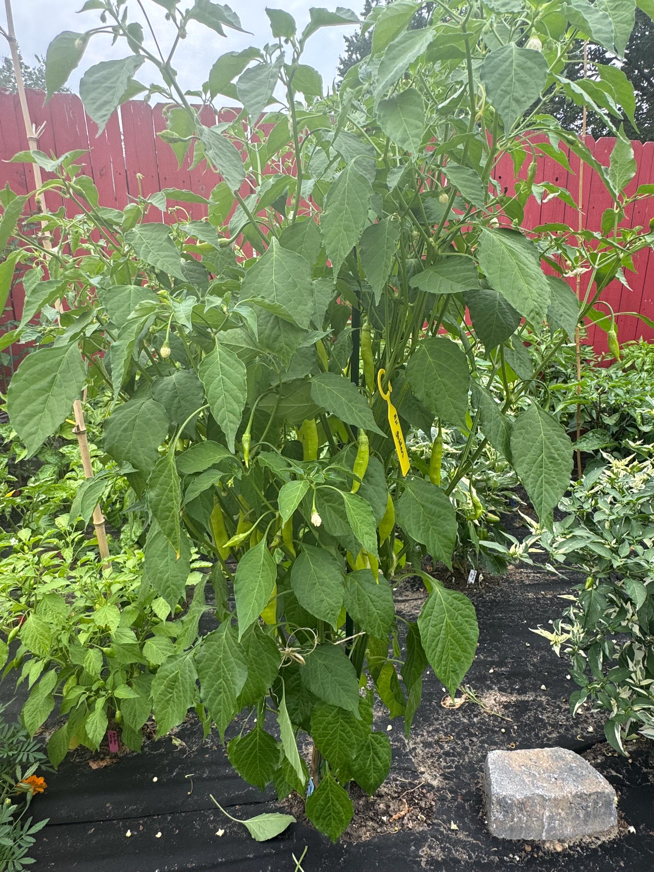25 Aji Golden Pepper Seeds - Etsy