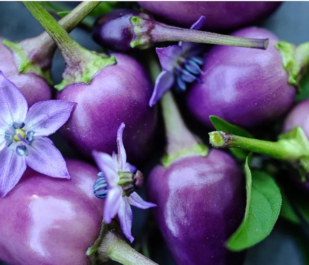 10+ Filius Blue Pepper Seeds - Etsy