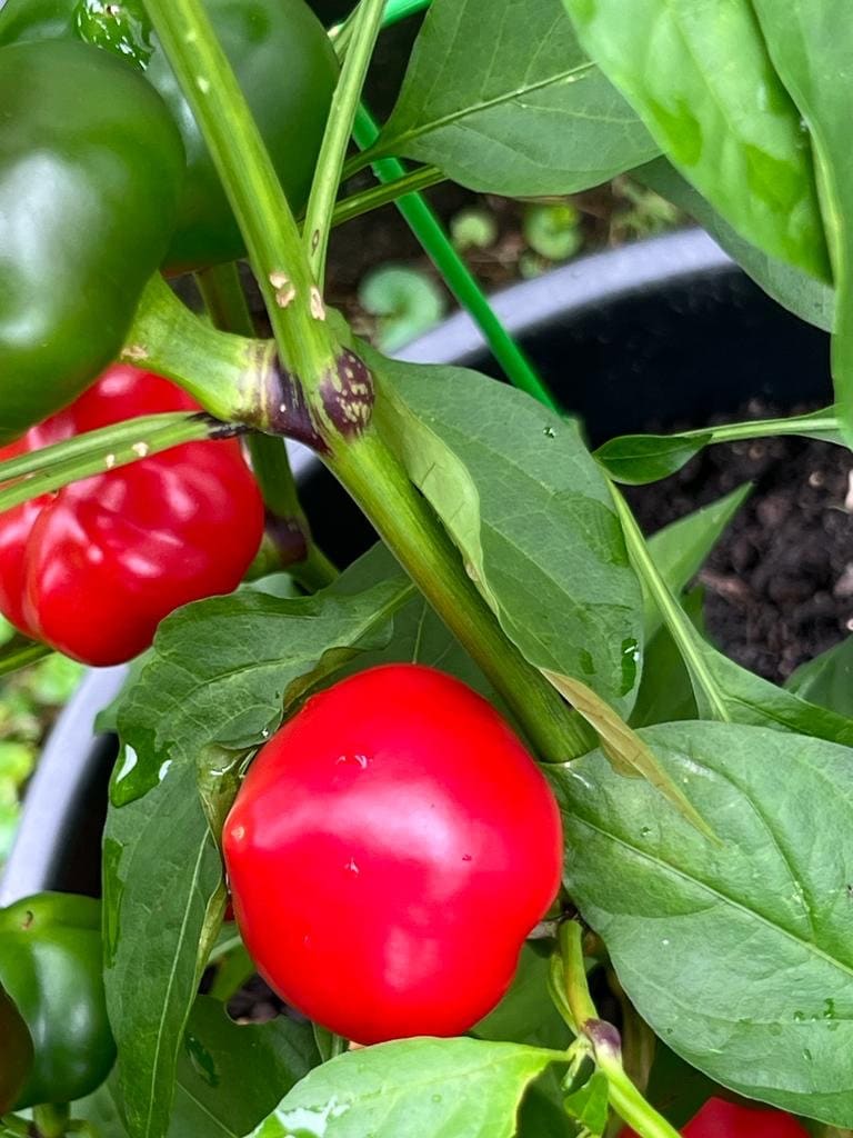 10 Red Hot Cherry Pepper Seeds - Etsy