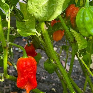10+ 7 Pot Barrackpore Pepper Seeds - Etsy