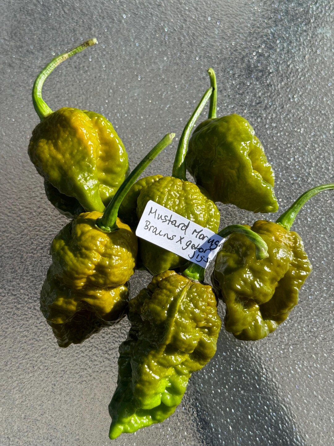 10+ Mustard Moruga Brain X Gator Jigsaw - Etsy