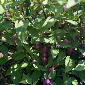 10+ Filius Blue Pepper Seeds - Etsy