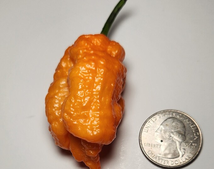 Orange Carolina Reaper HP22B Pepper Premium Seed Packet Record Hottest ...
