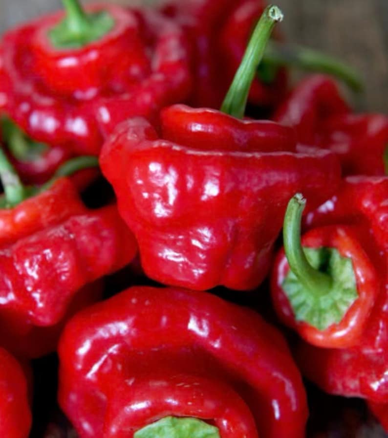 10+ Scotch Bonnet Red Pepper Seeds - Etsy