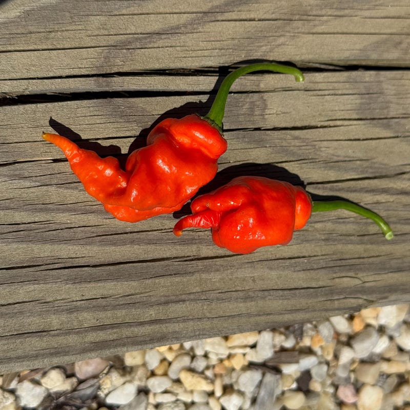 PeppersAnyHow - Etsy