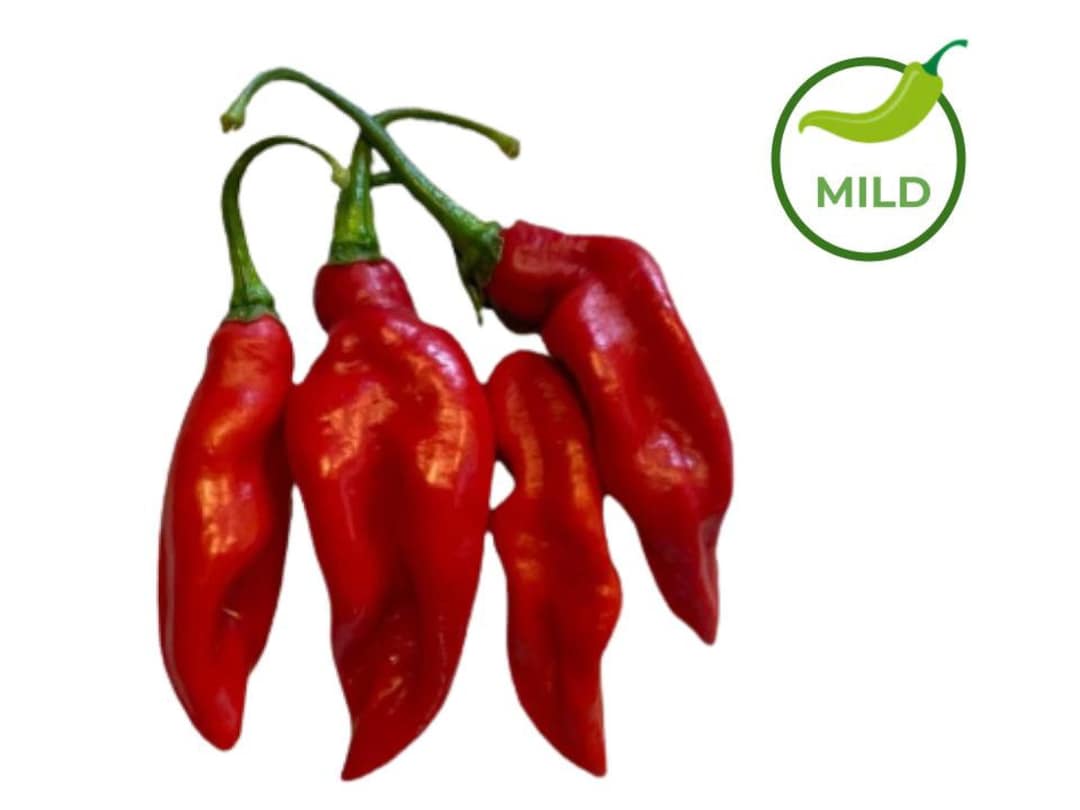 10+ Trinidad Pimento Pepper Seeds (seasoning Pepper Seed) - Etsy