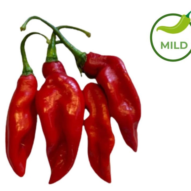 Pimento Pepper Plant - Etsy