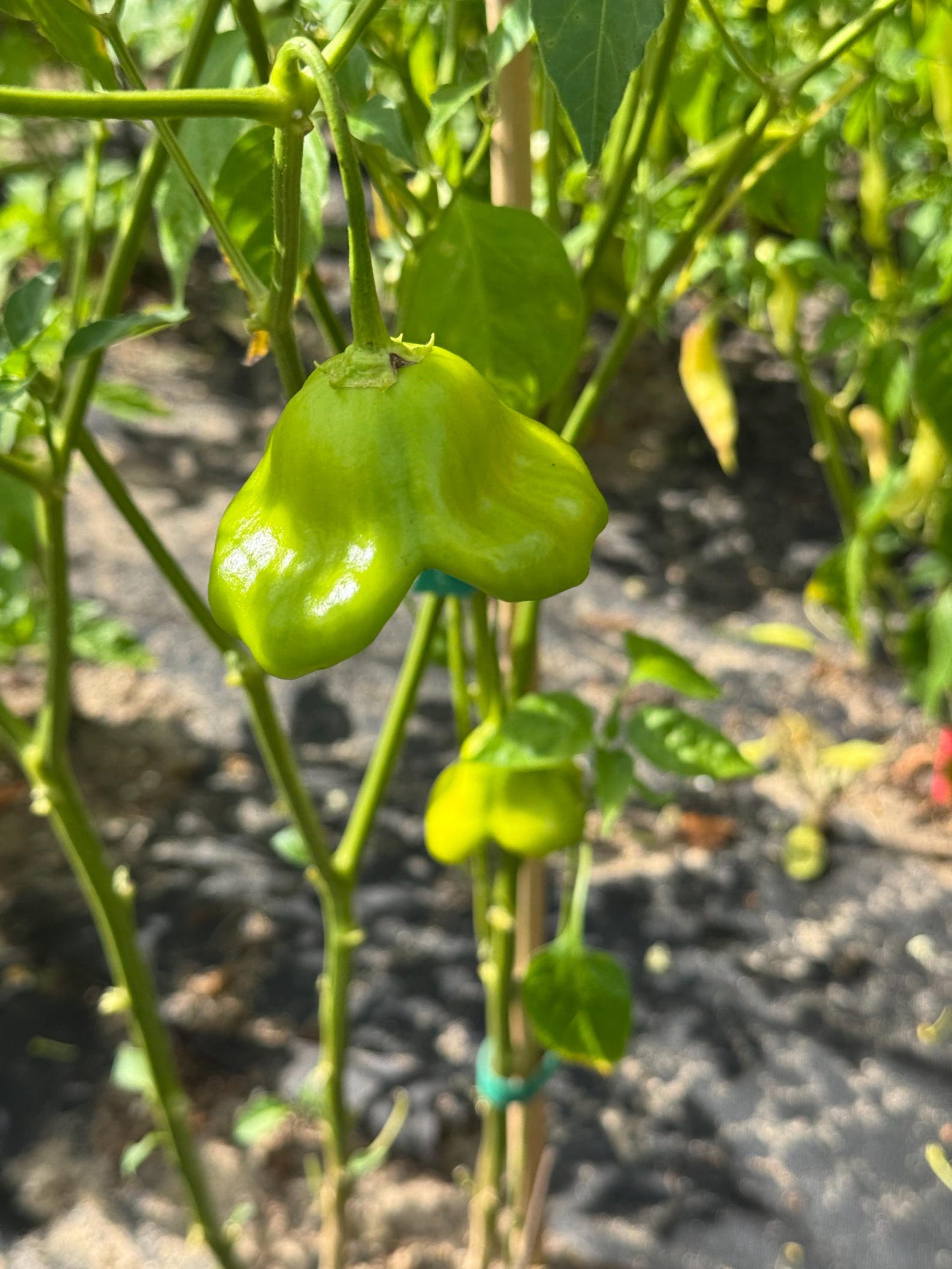 10+ Bishops Crown Pepper Seeds - Etsy