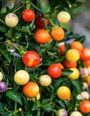 10 Marbles Hot Pepper Seeds - Etsy
