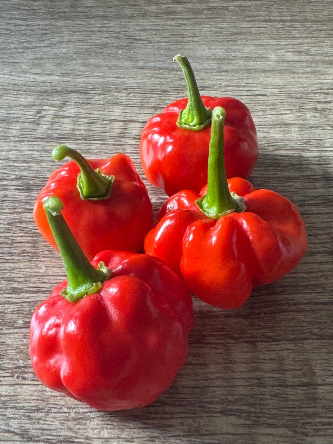 10+ Moa Red Scotch Bonnet Pepper Seeds - Etsy