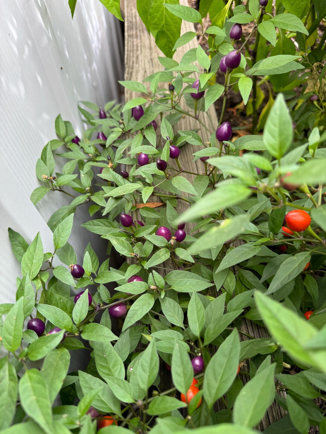 10 Pretty in Purple Hot Pepper Seeds - Etsy
