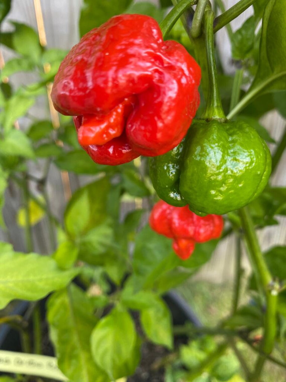 10+ Trinidad Moruga Scorpion Pepper Seeds - Etsy