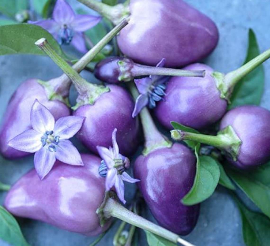 10 Filius Blue Pepper Seeds - Etsy