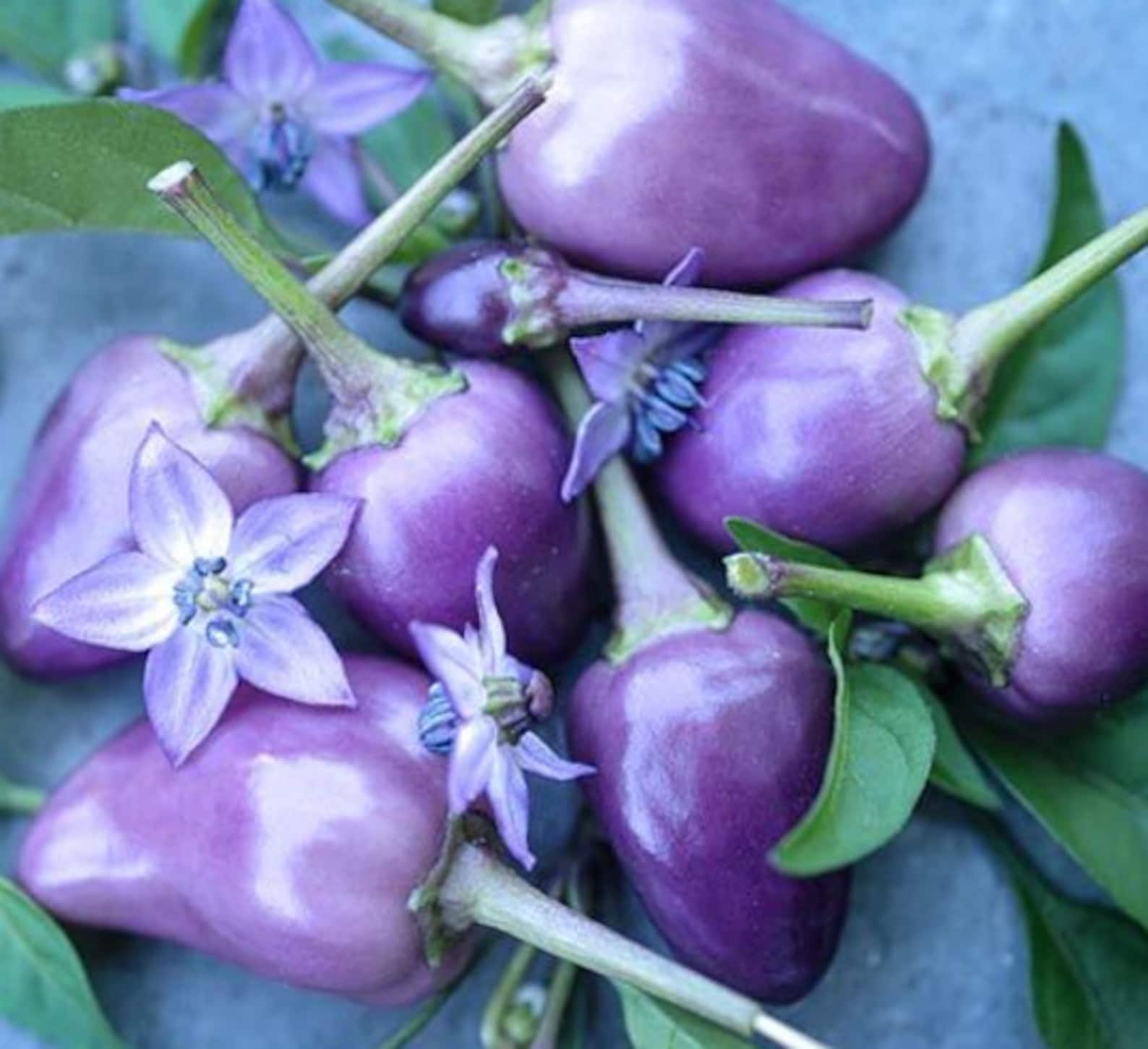 10 Filius Blue Pepper Seeds - Etsy