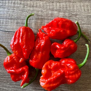 10+ 7 Pot Barrackpore Pepper Seeds - Etsy