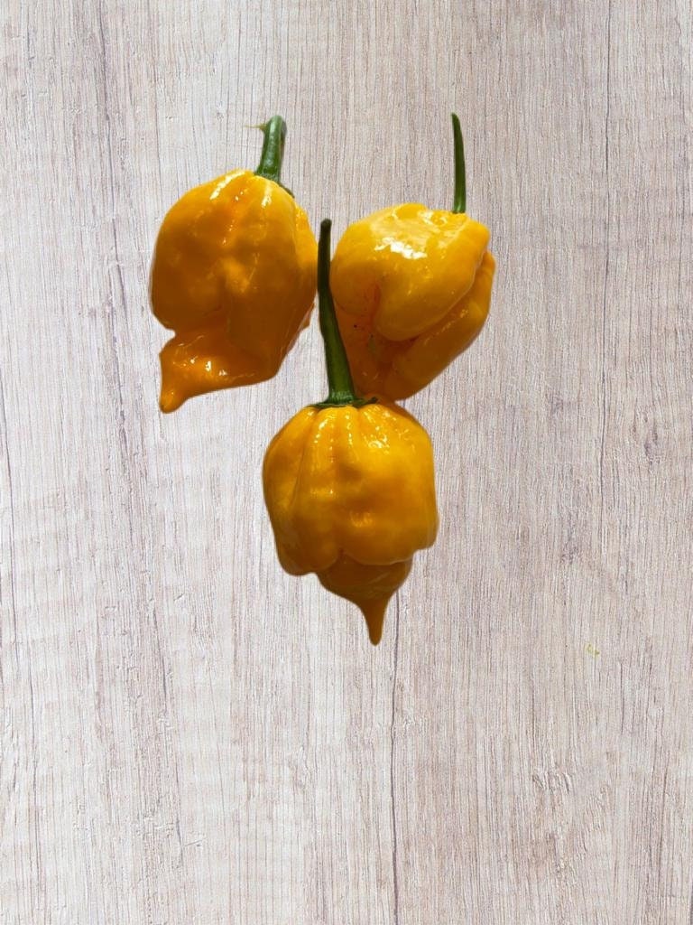 10 Yellow Carolina Reaper Pepper Seeds - Etsy
