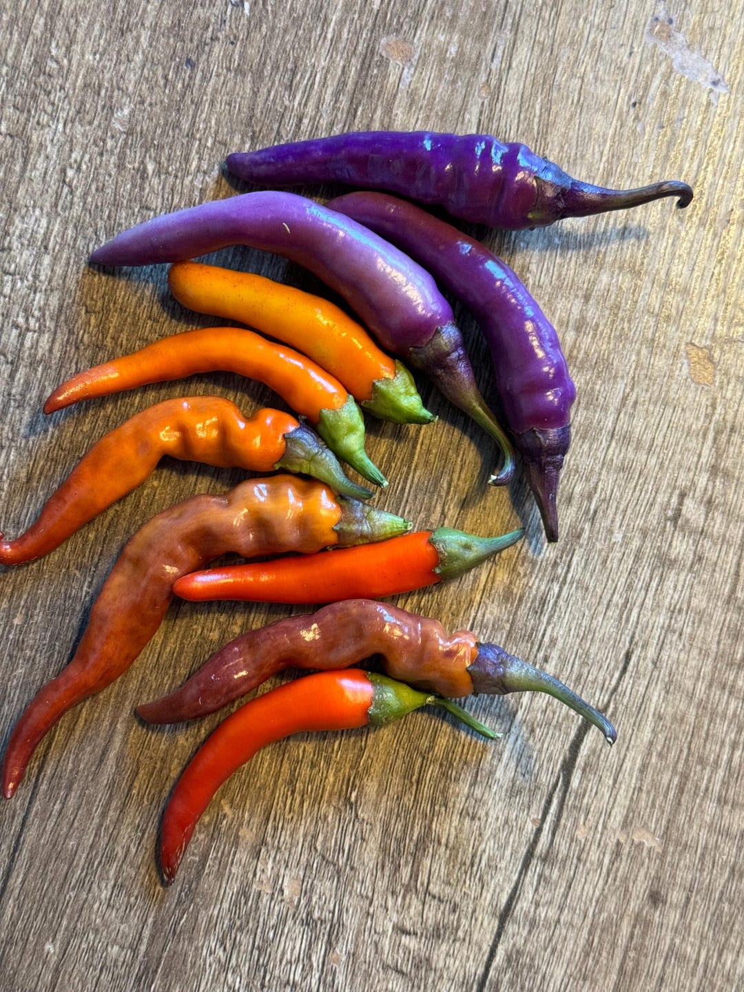 10+cayenne Fiesta Blend Pepper Seeds - Etsy