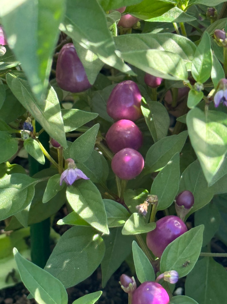 10+ Filius Blue Pepper Seeds - Etsy