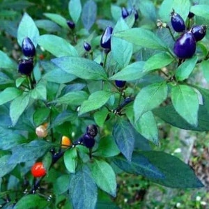 10+ Filius Blue Pepper Seeds - Etsy
