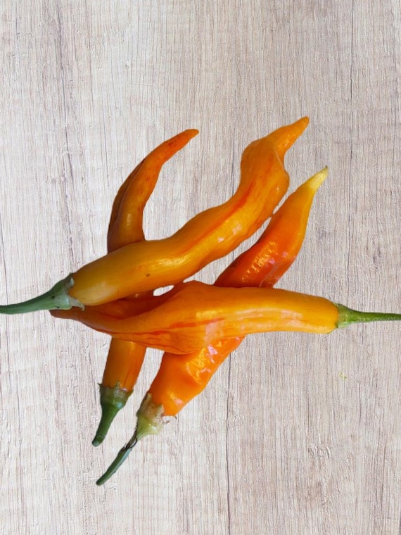 10 Striped Sugar Rush Bacon Pepper Seeds - Etsy