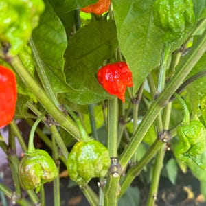 10+ Reaper Naga Pepper Seeds - Etsy
