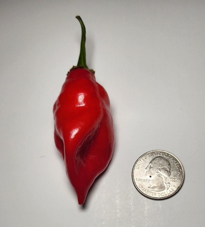 10+ Trinidad Pimento Pepper Seeds (seasoning Pepper Seed) - Etsy