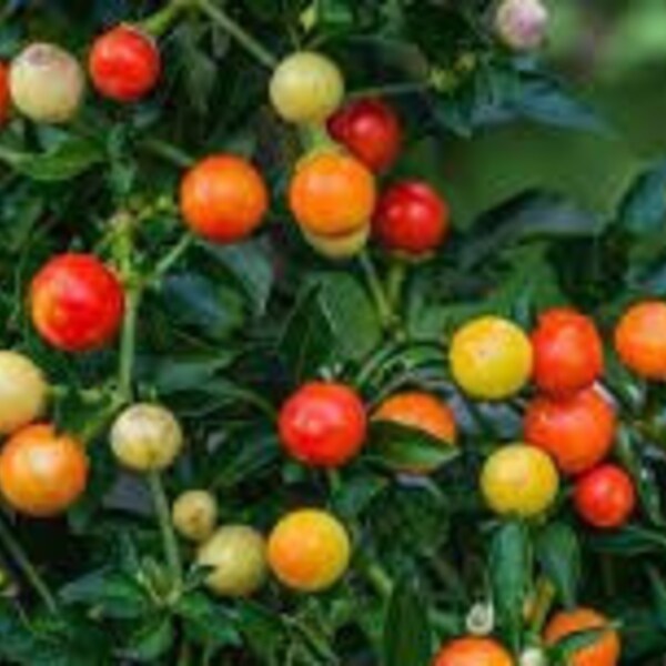 Hot Pepper Seeds - Etsy