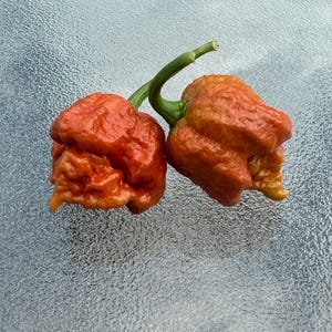 10+ 7 Pot Cinder Pepper Seeds - Etsy