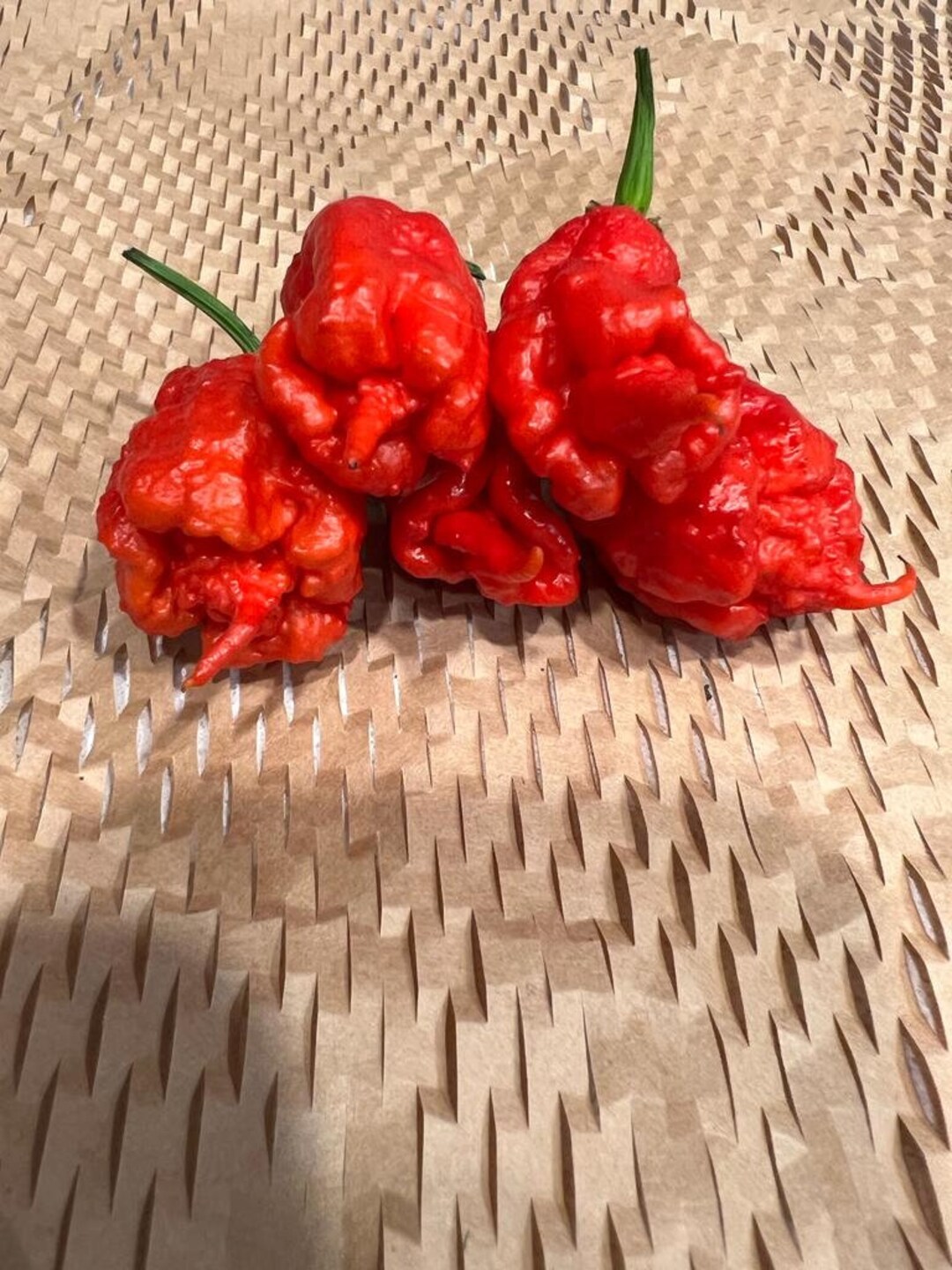 10+ Apocalypse Scorpion Pepper Seeds - Etsy