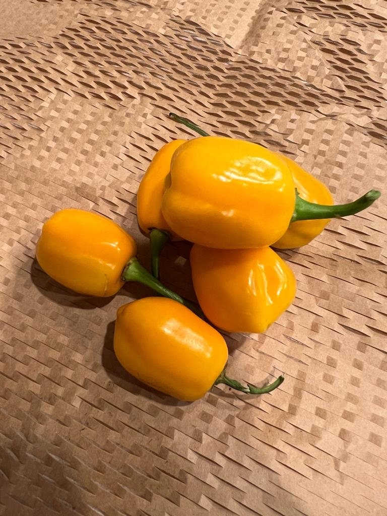 10+ Aji Jobito Pepper Seeds - Etsy