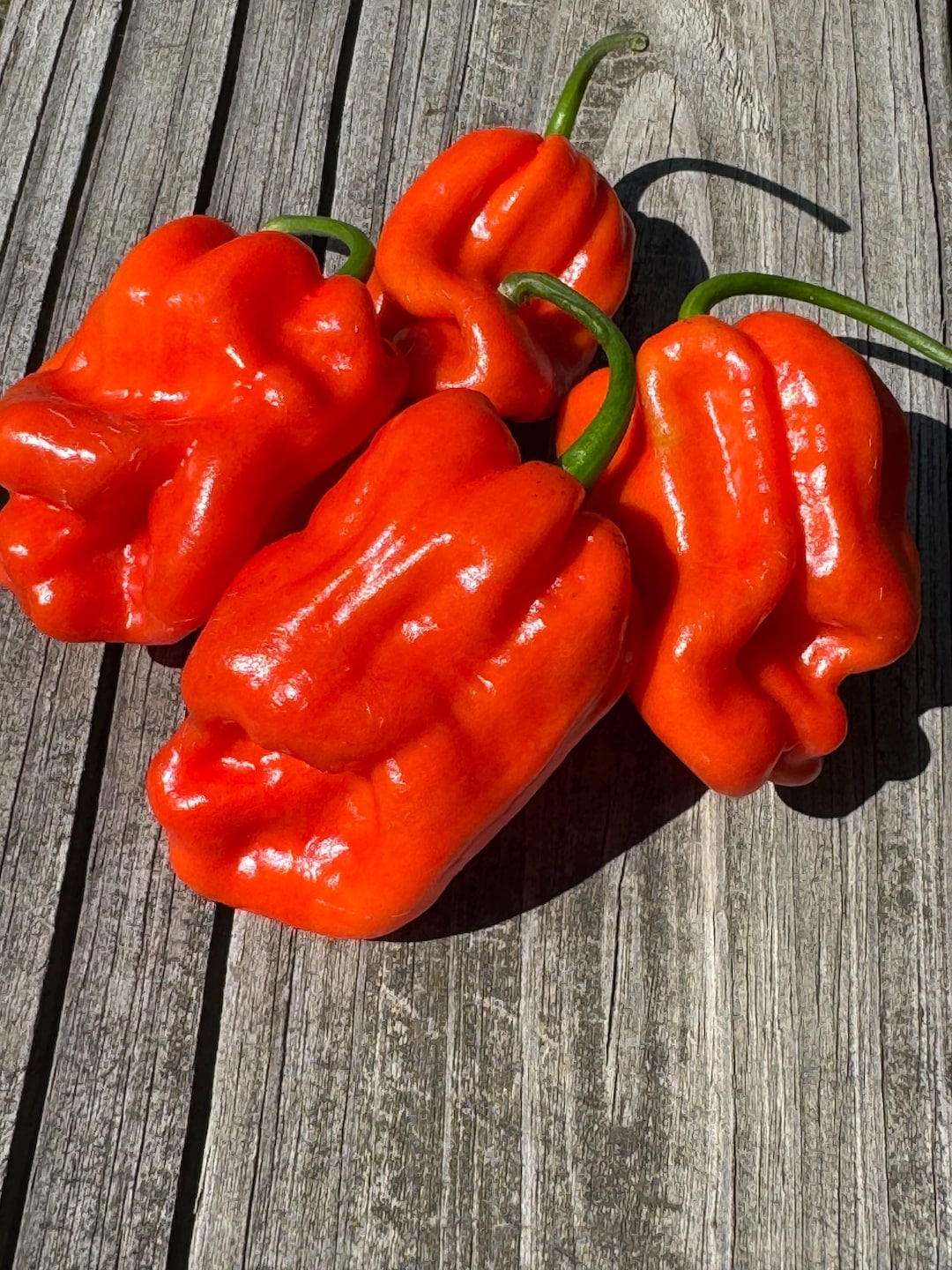10 + Congo Red Trinidad Habanero - Etsy