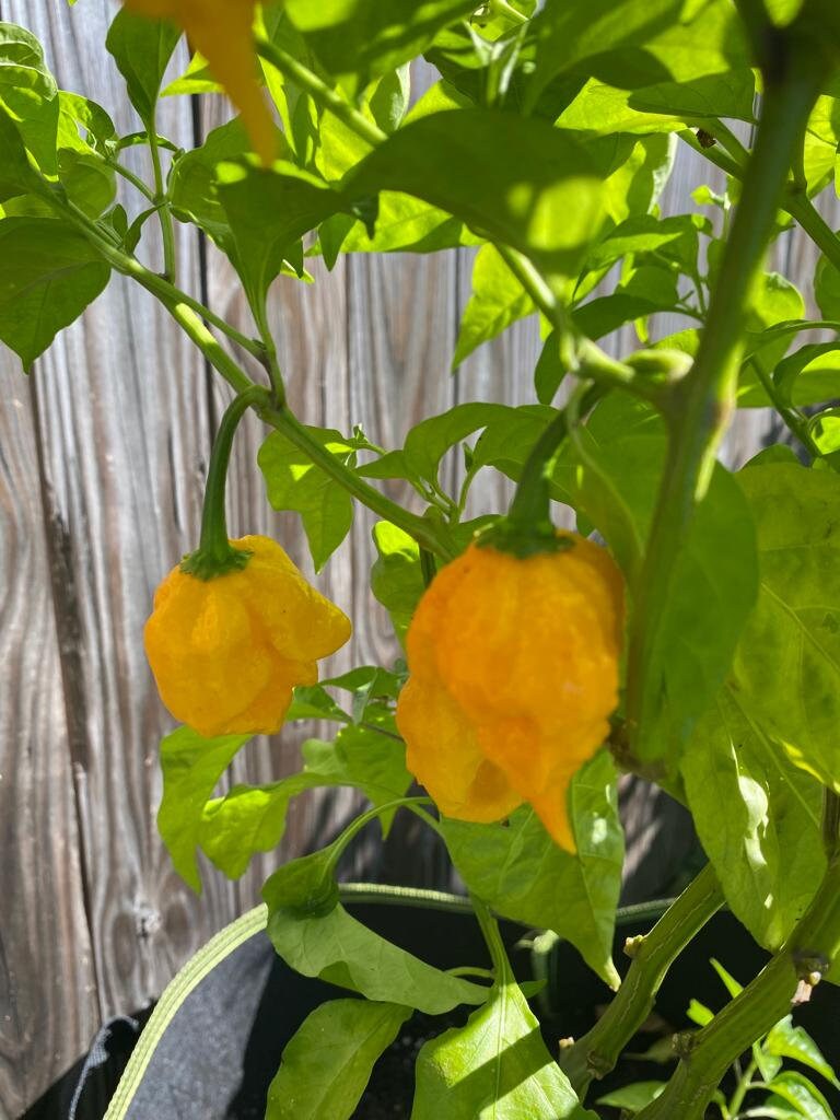10 Yellow Carolina Reaper Pepper Seeds - Etsy