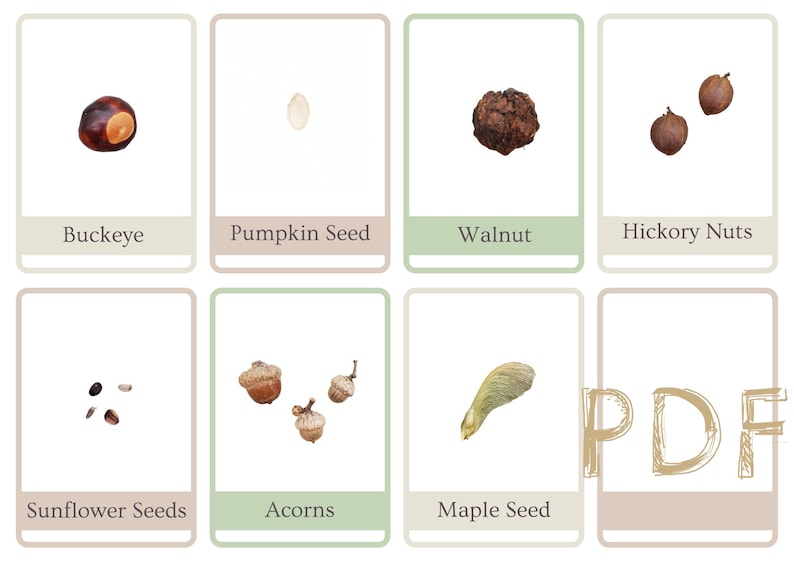 Seeds Learning Flashcards, Pattern Worksheets, Nature, Educational ...