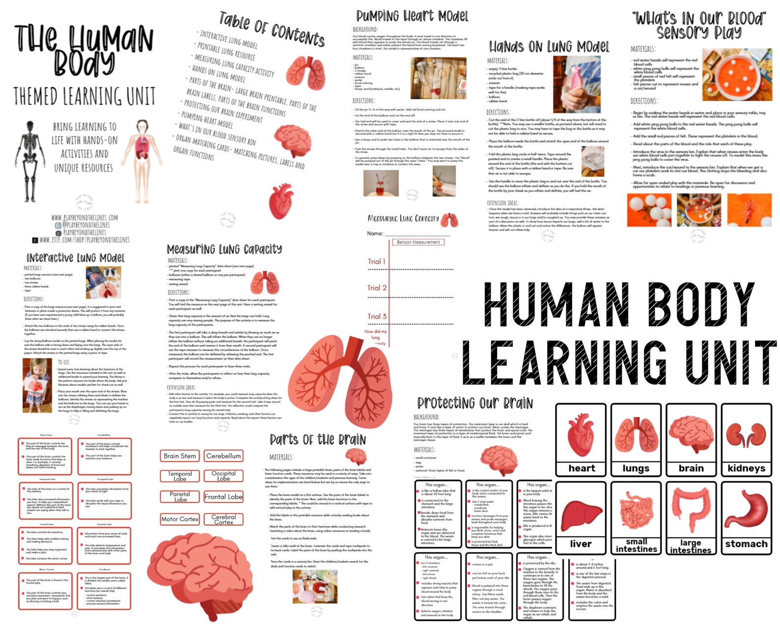 Human Body Themed Learning Unit, Body Parts, Flashcards, Homeschool ...