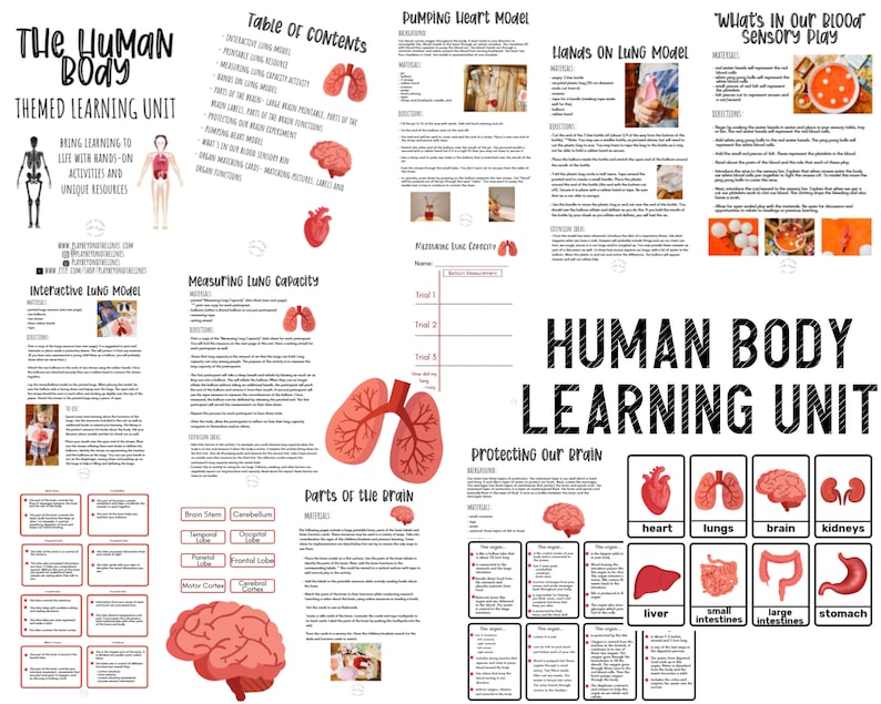 Human Body Themed Learning Unit, Body Parts, Flashcards, Homeschool ...