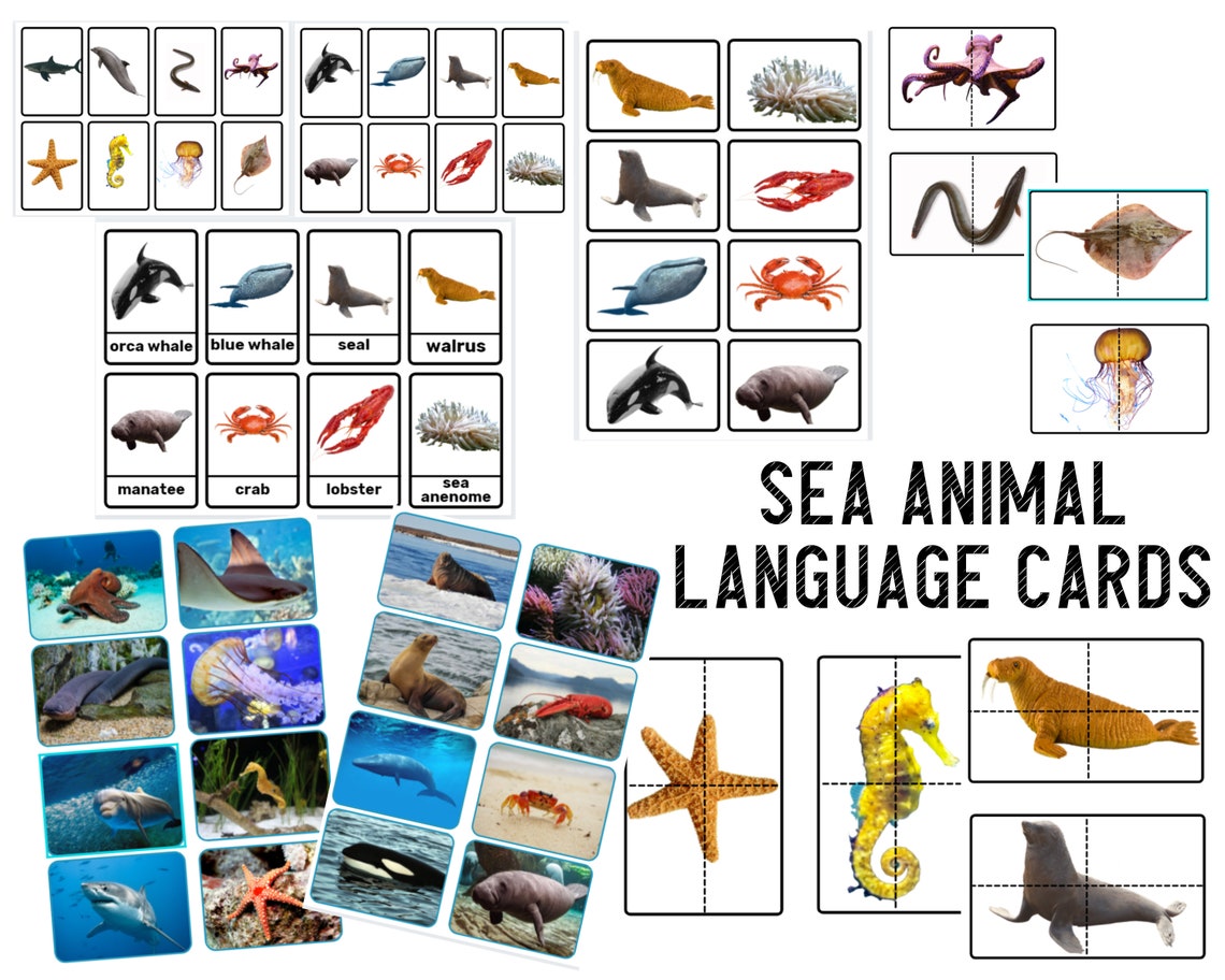 Sea Animal Flashcards Animal Matching Sea Animal Learning | Etsy