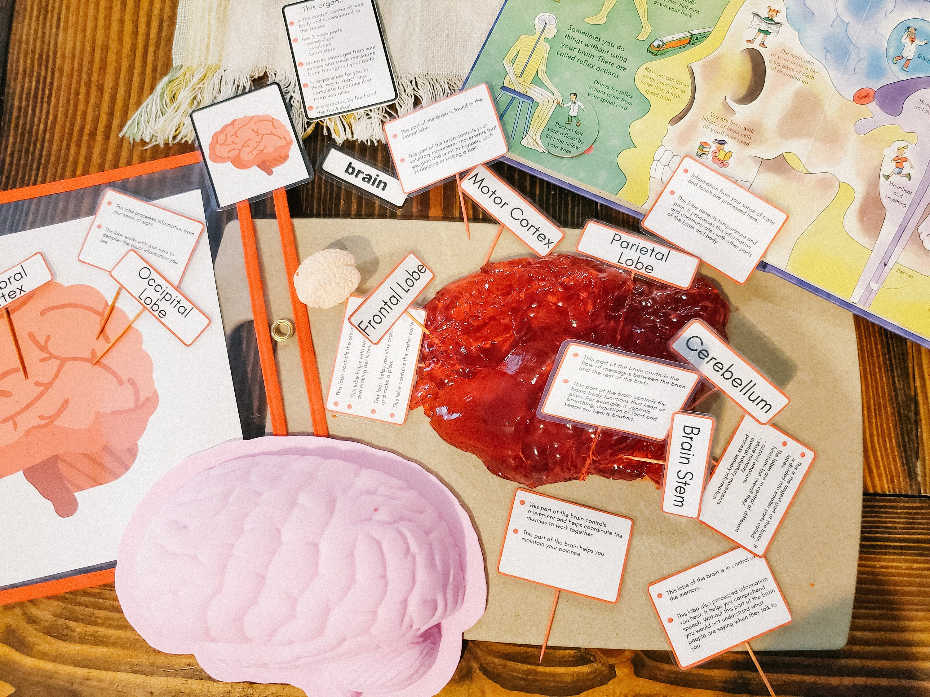 Human Body Themed Learning Unit, Body Parts, Flashcards, Homeschool ...