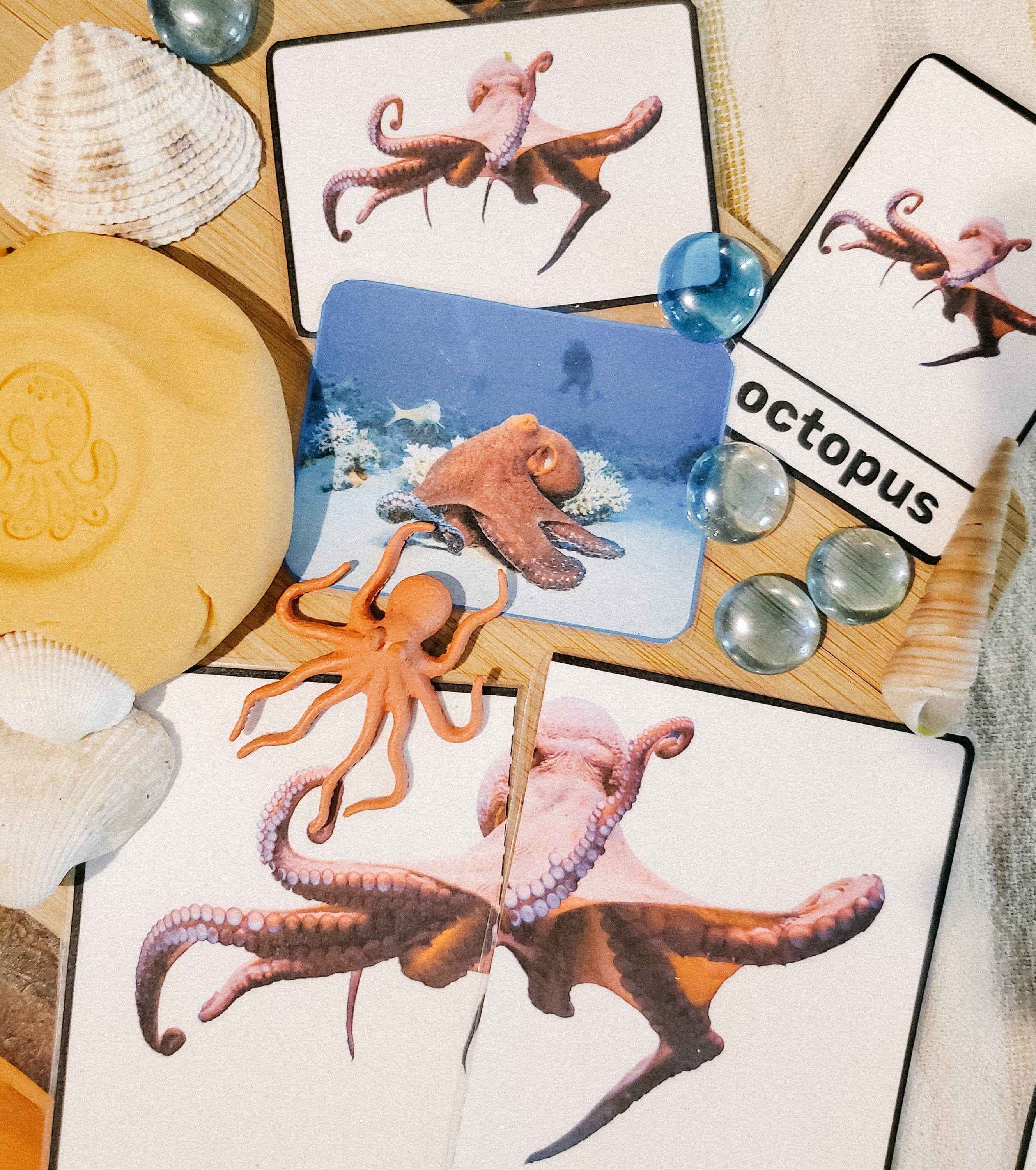 Ocean Animal Flashcards, Animal Matching, Ocean Animal Learning, Ocean ...