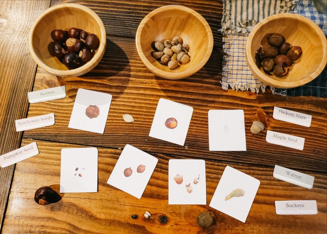 Seeds Learning Flashcards, Pattern Worksheets, Nature, Educational ...