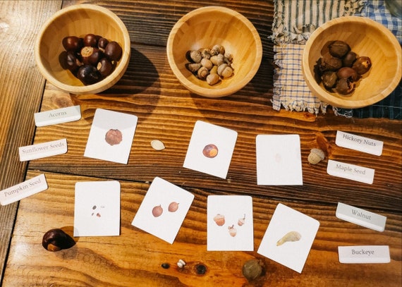 Seeds Learning Flashcards Pattern Worksheets Nature | Etsy