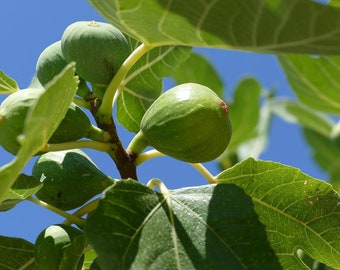 Fignomenal Fig Live Plant Dwarf Fig Perfect for Containters - Etsy