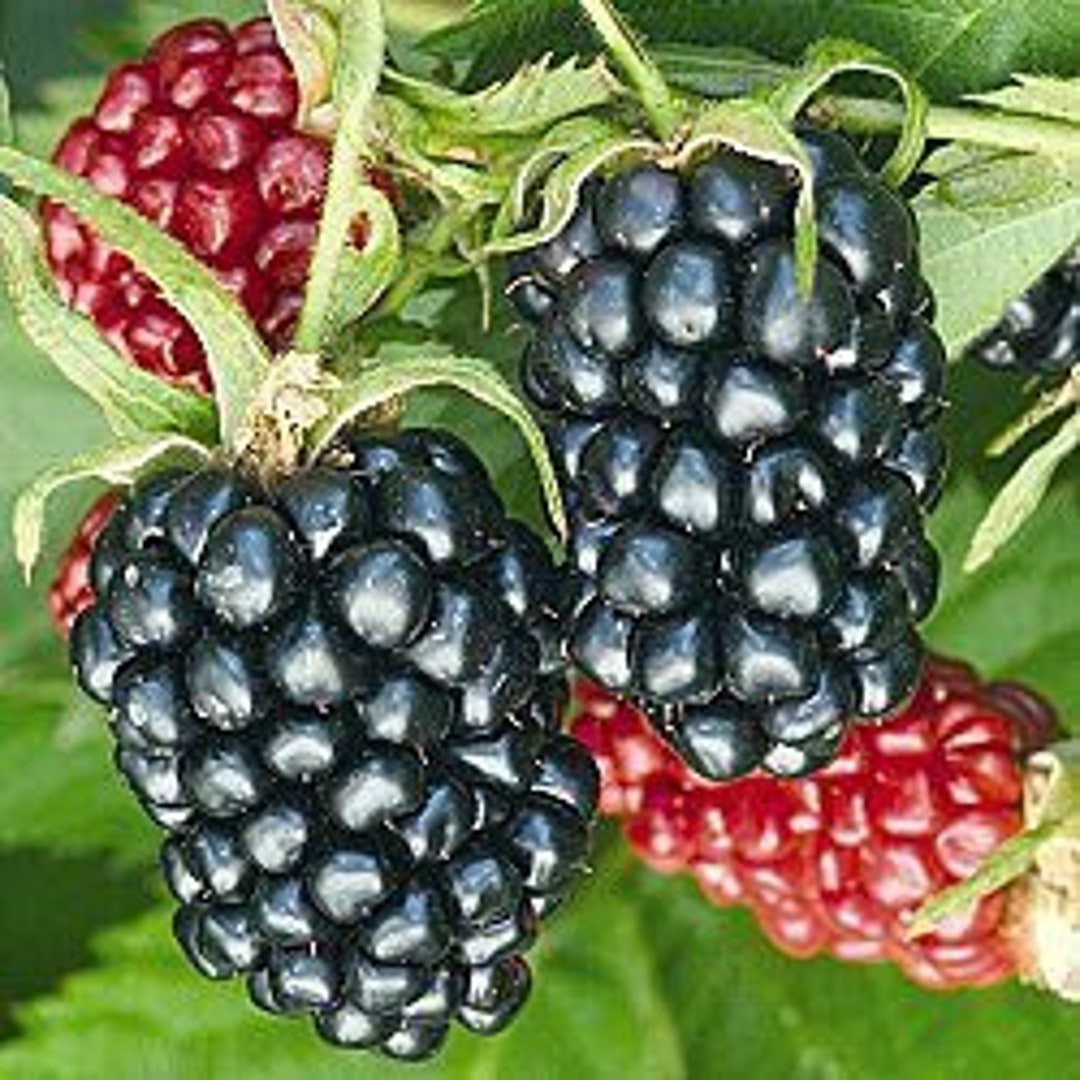 Triple Crown Thornless Blackberry pesticide Free Fast Shipping - Etsy