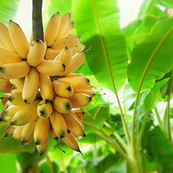 Dwarf Banana - Etsy