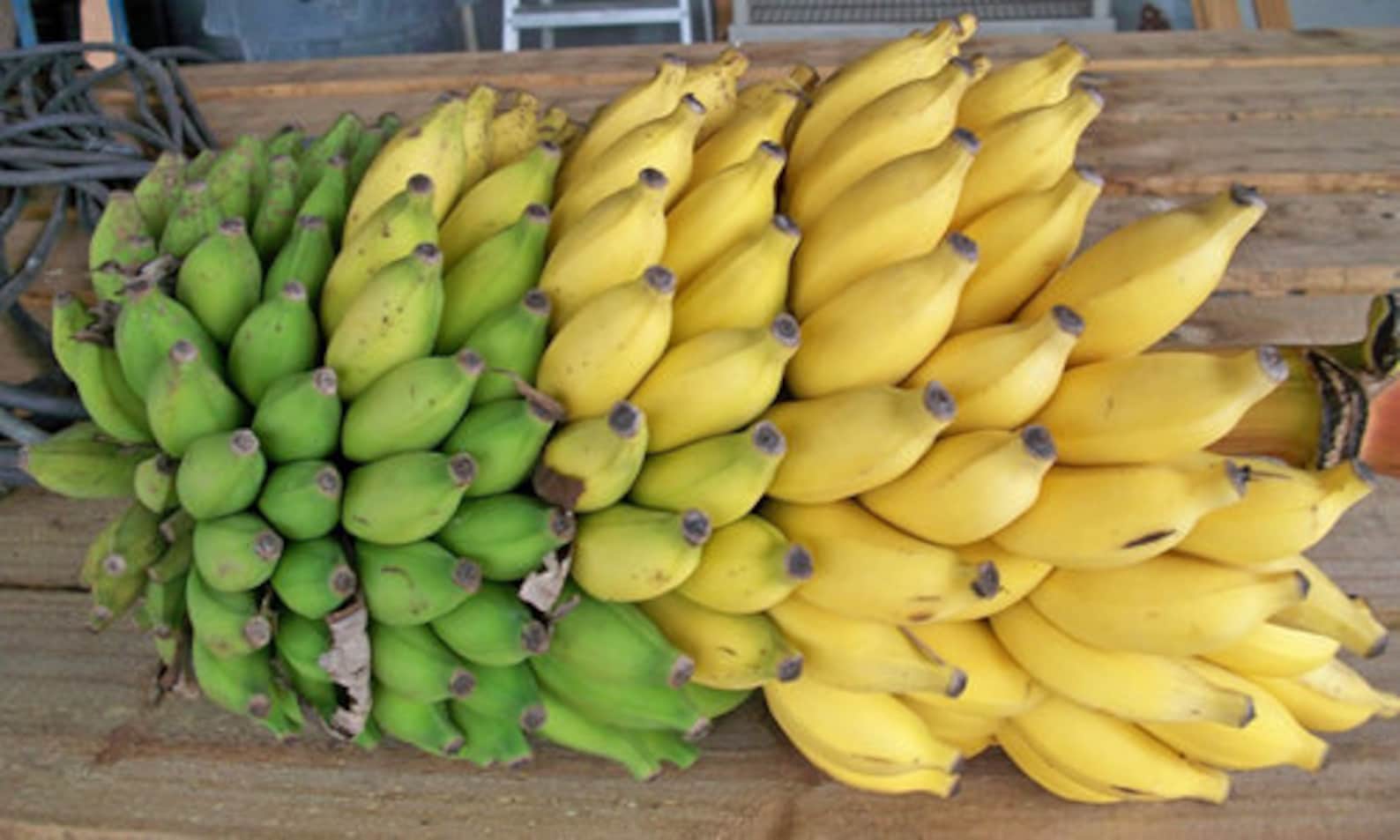 Mysore Banana Plant non-gmo and Pesticide Free GOING FAST - Etsy