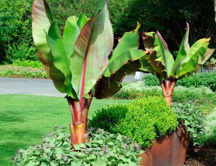 Dwarf Red Banana Plant