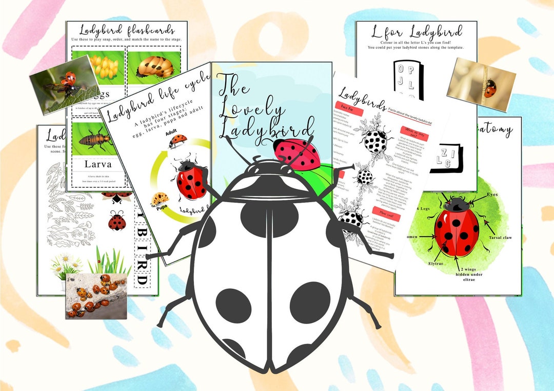 The Lovely Ladybird | Preschool Curriculum | Homeschool Printable ...
