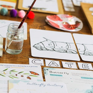 Caterpillar to Butterfly Printable | Preschool Curriculum | Homeschool ...