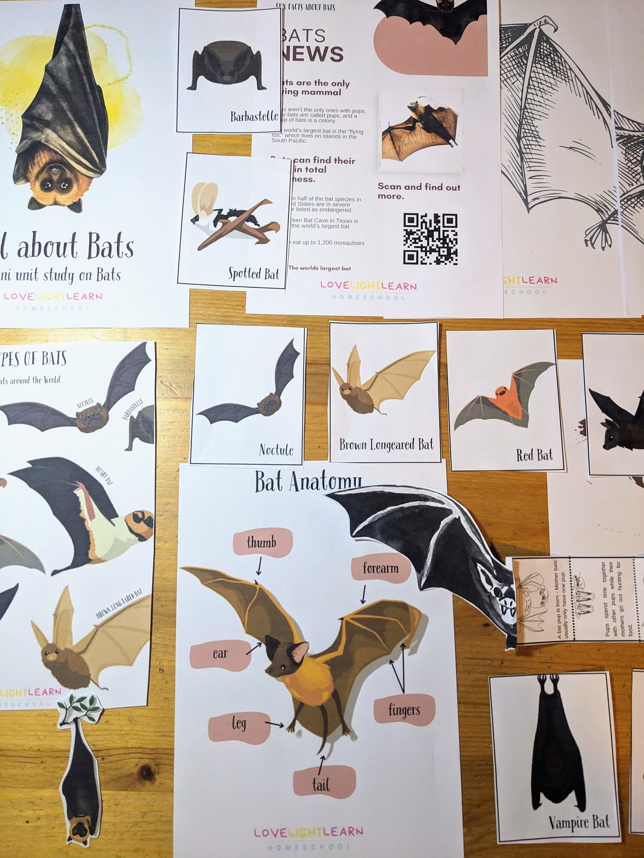 Bats Mini Study Printable Preschool Curriculum Homeschool Printable ...