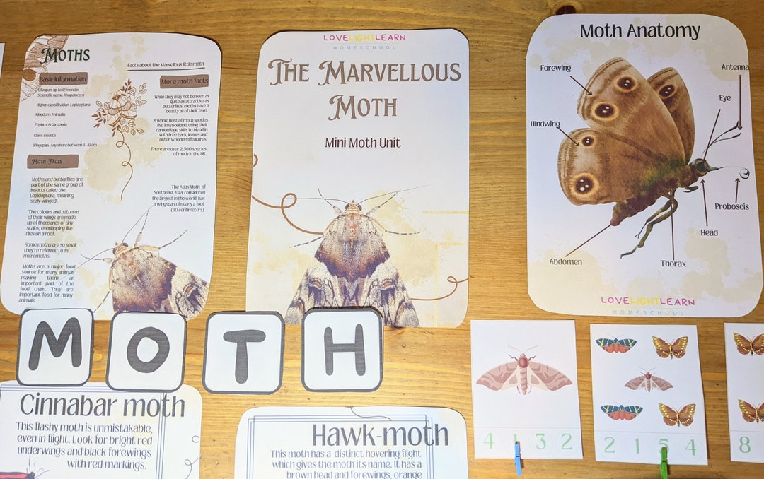 The Marvellous Moth nature Insects Nature Study - Etsy