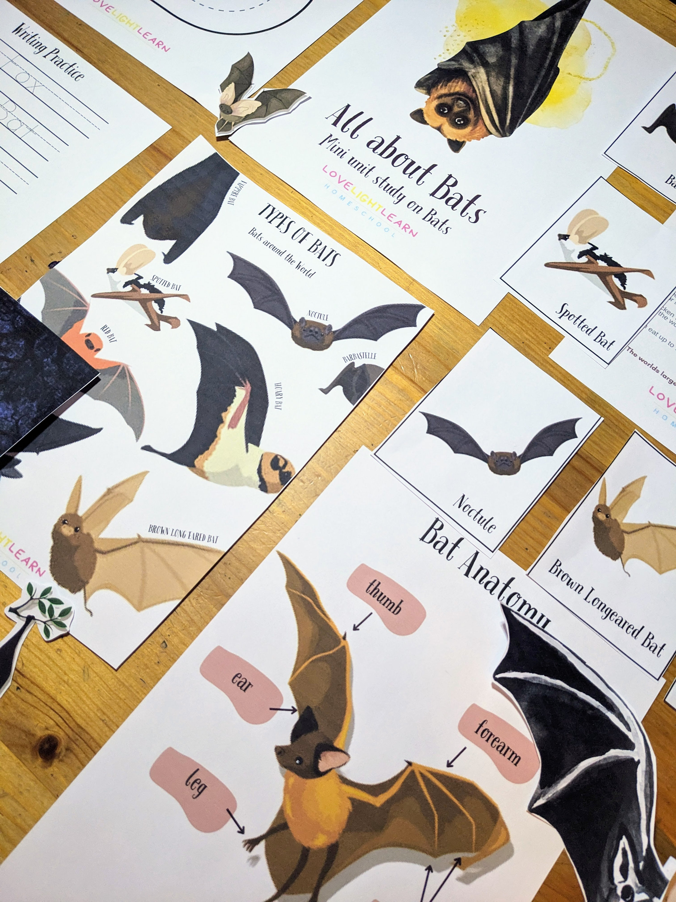 Bats Mini Study Printable Preschool Curriculum Homeschool Printable ...